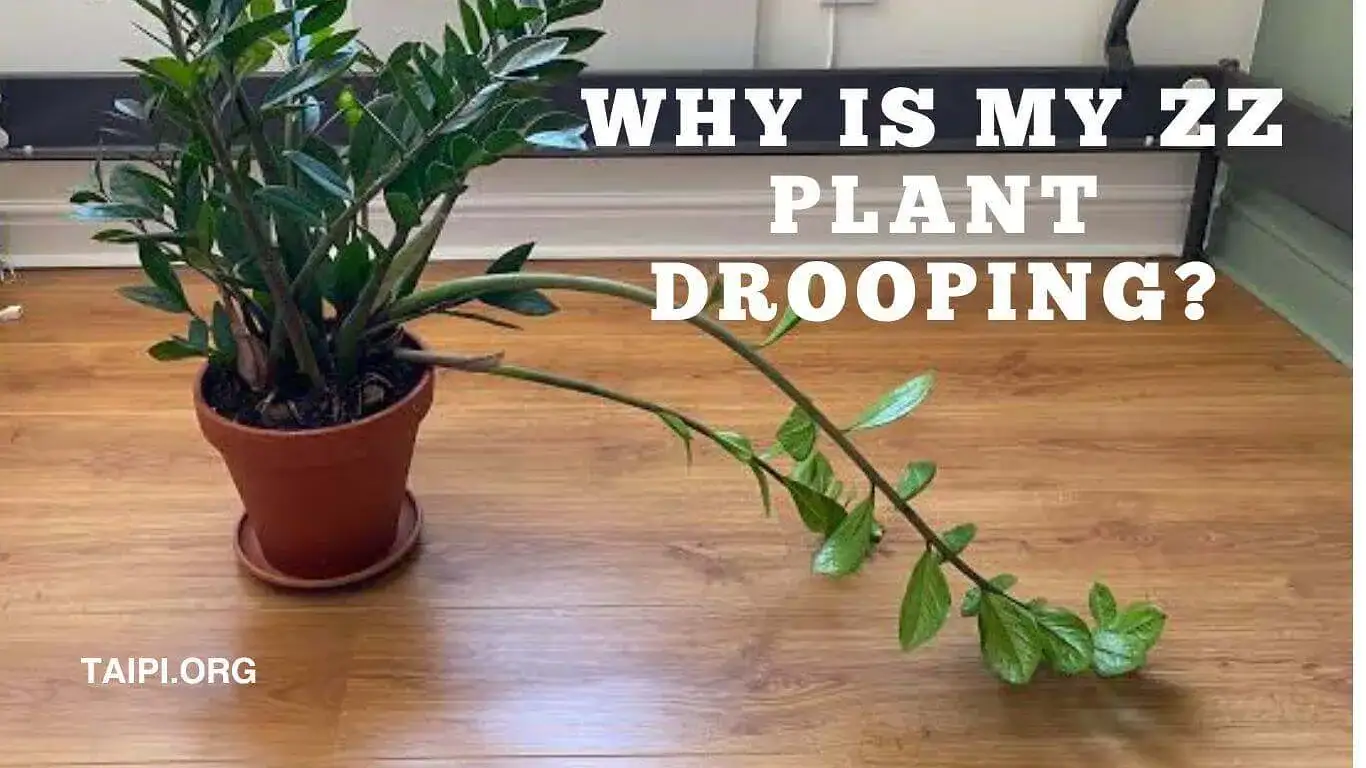 Why is My ZZ Plant Drooping? Why is My ZZ Plant Drooping?